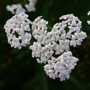 Heilpraktikerin Frauke Hammer - Impressum